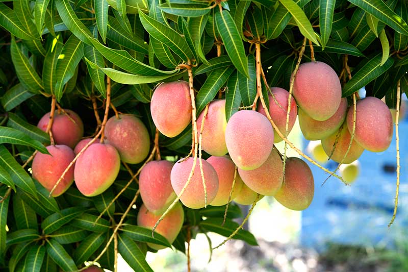 Giumarra Again Offering Calypso Mangoes From Australia
